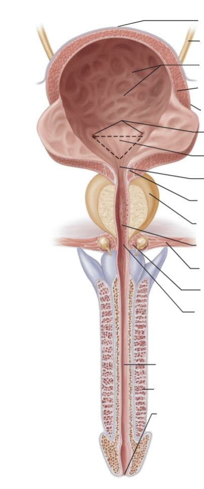 Urinary System Male And Female Diagram Quizlet