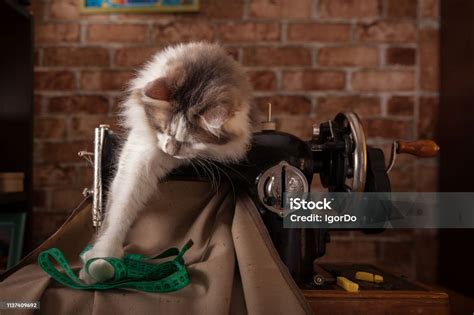 무성 한 고양이 연극 녹색 측정 테이프를 훔치는 재단사 워크샵 오래 된 재봉틀입니다 0명에 대한 스톡 사진 및 기타 이미지 0명 고양이 새끼 고양잇과 Istock