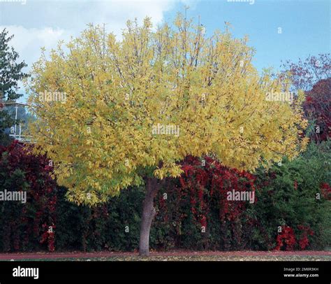 Yellow Tree With Red And Green Plants In Background Analog Photo Shot With Minolta X On