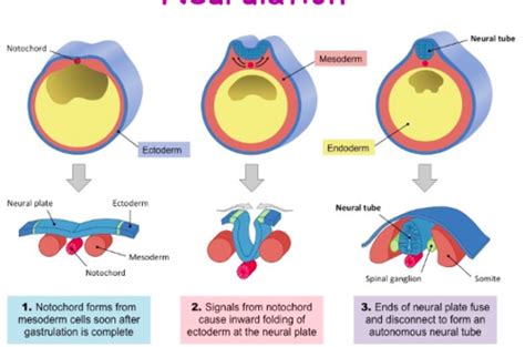 Lec 20 Cell Interactions In Neural Development Flashcards Quizlet