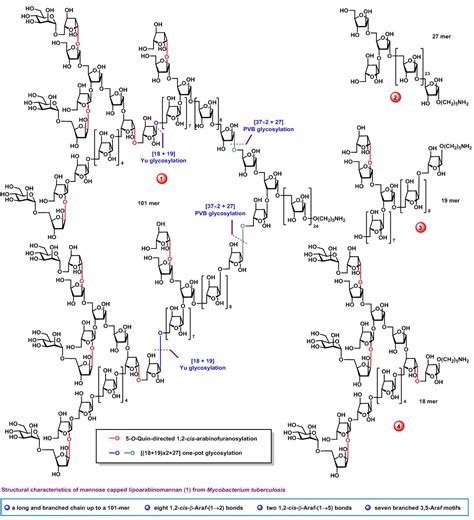 昆明植物所肖国志课题组jacs：结核分枝杆菌甘露糖帽脂阿拉伯甘露聚糖101糖的人工合成 X Mol资讯