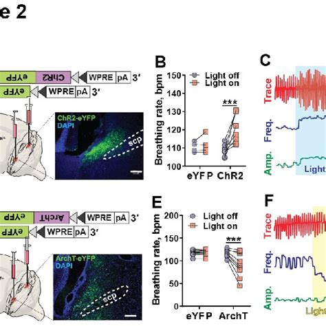 pbl oprm1 neurons directly modulate breathing rates download