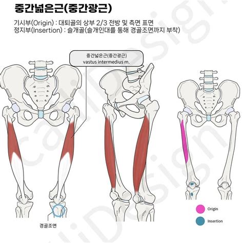 의학그림 메디컬 일러스트 Callidesign On Instagram 함께근육공부 시즌2 근육별기시정지 중간넓은근중간광근기시정지 캘리디자인 메디컬일러스트와 함께 차근
