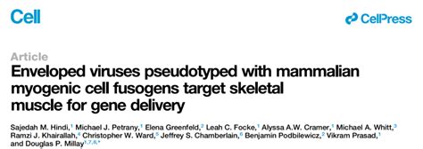 Cell：利用天然细胞融合蛋白，创造出新型基因治疗递送载体，可特异性靶向骨骼肌 病毒 研究人员