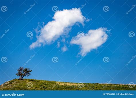 Angel Wings At The Prayer Tree Stock Photo Image Of Prayer Indigenous