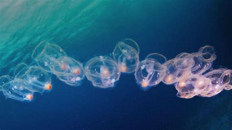 The Tiny Clear Blobs Washing Up On Beaches Are Even Weirder Than You Think Weird Ocean