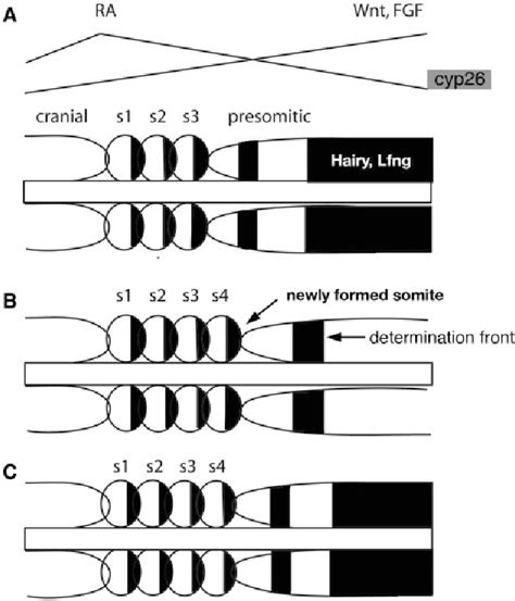 Figure 5 From Anterior Posterior Patterning And Segmentation Of The Vertebrate Head Semantic