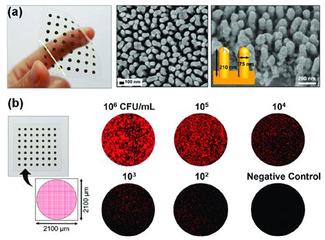 Investigation Of A Flexible And Skin Attachable Sers Sensor That Can Download Scientific
