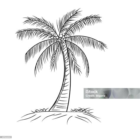 팜 트리 코코넛 잎 흰색 배경 벡터 일러스트 레이 션에 개요 단색 윤곽선에 손으로 그린 스타일 디자인 검은색에 대한 스톡 벡터 아트 및 기타 이미지 Istock