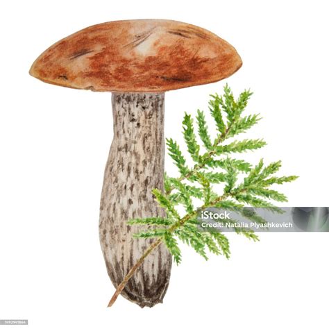 야생 버섯과 이끼 수채화 물감 손으로 그린 식물원의 사실적인 그림 하얀 배경에 분리된 숲 Boletus 직물 엽서 초대장 메뉴에