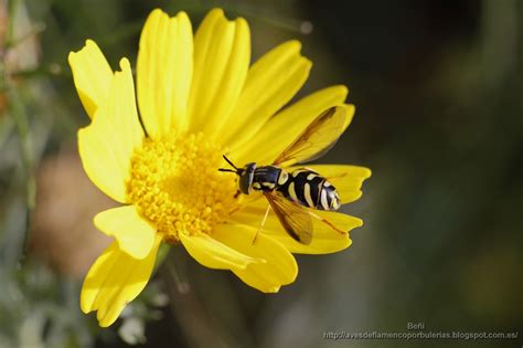 Chrysotoxum Intermedium Otro Sírfido Que Parece Una Avispa