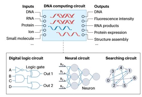 王飞、樊春海团队在nature Reviews Bioengineering上发表关于生物计算综述论文 化学生物学与分子医学研究所