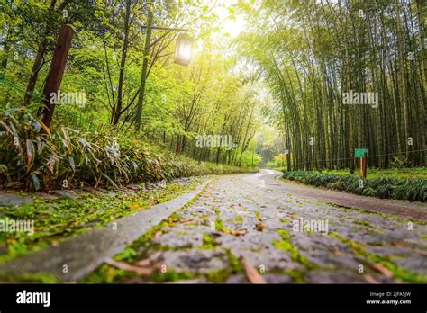 A Path In China With Bamboo Trees A Path In A Tourist Park In China Picea Schrenkiana Forest