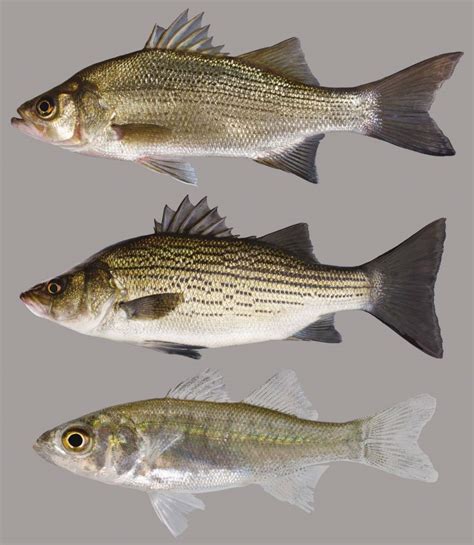 White Bass Discover Fishes