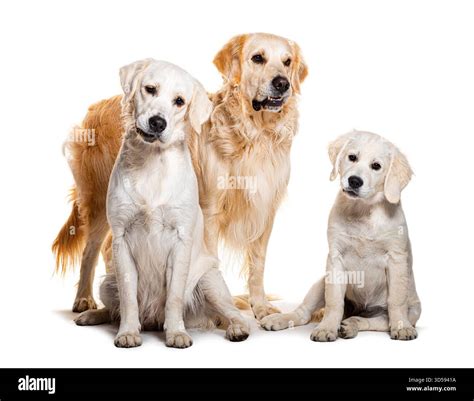 Adult Cute Cat Cut Out Stock Images And Pictures Alamy