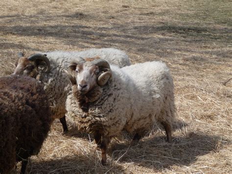 Содержание овец инструкция по разведению овец в домашних условиях для начинающих