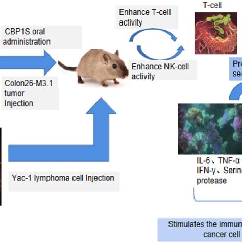 Structural Characteristics Of Different Polysaccharides And Their Download Scientific Diagram