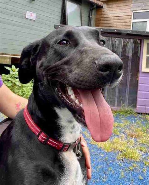 Ozzy 9 Month Old Male Pointer Cross Available For Adoption