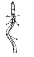C Male Genital Aperture B Female Genital Aperture D Clitellum A Ge
