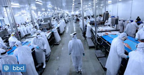 Veto Del Gobierno Deja Insatisfechos A Industriales De La Jibia Ha
