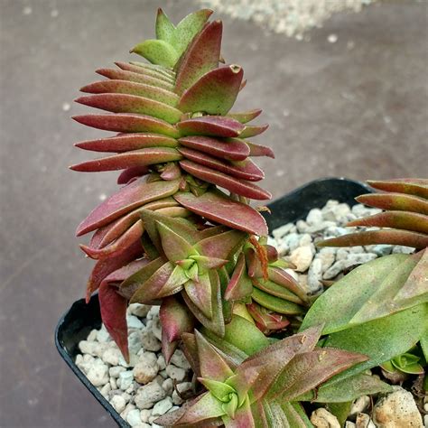 Crassula Corymbulosa Red Pagoda Cuttings