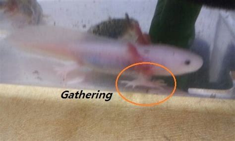 아홀로틀 네이버 블로그