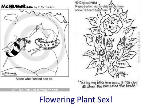 PPT Flowering Plant Sex PowerPoint Presentation Free Download ID
