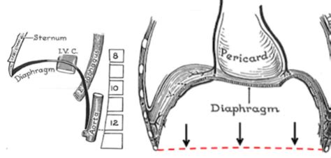 Lecture 12 Lung Histology Flashcards Quizlet
