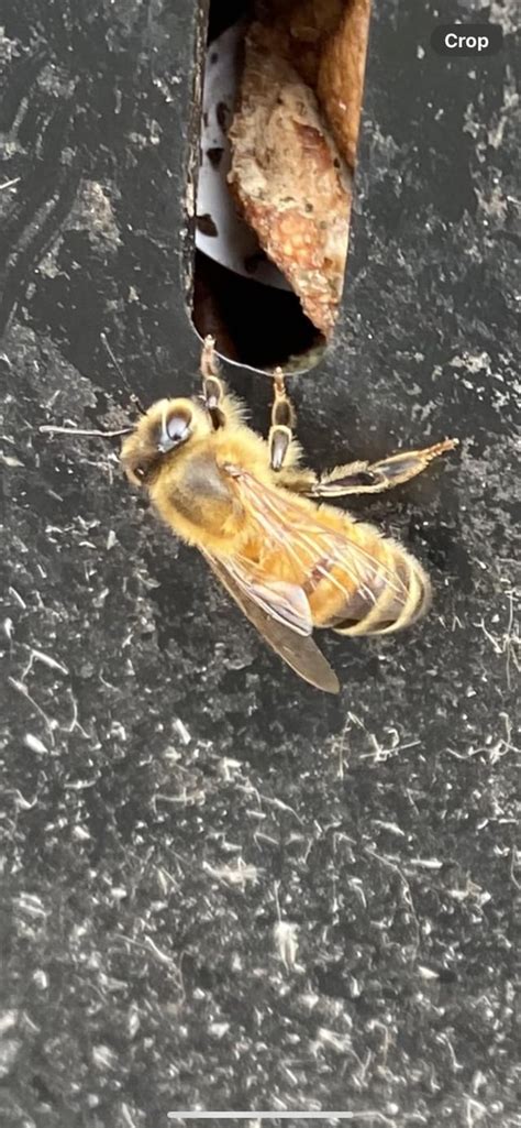 Yellow Jacket Vs Honey Bee Yellow Jacket Wasp Vs Honeybee How To Spot