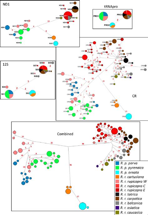 Networks Of Mitochondrial Haplotypes Median Joining Networks For The