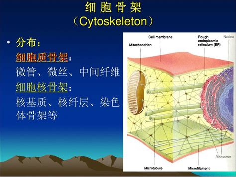 第九章细胞骨架 Word文档在线阅读与下载 无忧文档