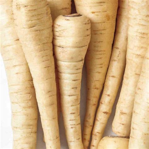 Parsnip Root 4oz 113g Organic Dried Bulk Herb Pastinaca Etsy Parsnip Root 4oz 113g Organic Dried Bulk Herb Pastinaca Etsy