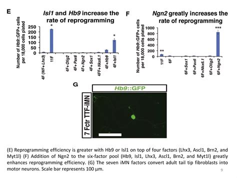 Conversion Of Mouse And Human Fibroblasts Into Functional Spinal Motor