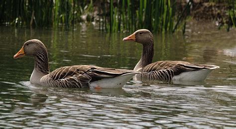 Bird Of The Week These Ten Gay Birds By Jack Mirkinson