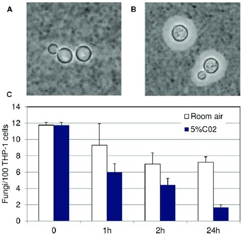 Cryptococcal Host Interactions Are Highly Sensitive To Capsule Download Scientific Diagram