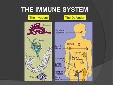 Complement System In Association With The Immune Responsepptx