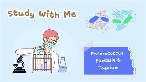 15 Entercoccus Gram Positive Cocci Special Bacteriology Sketchy
