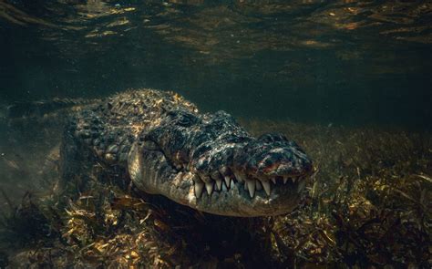 Do Crocodiles Live In The Ocean