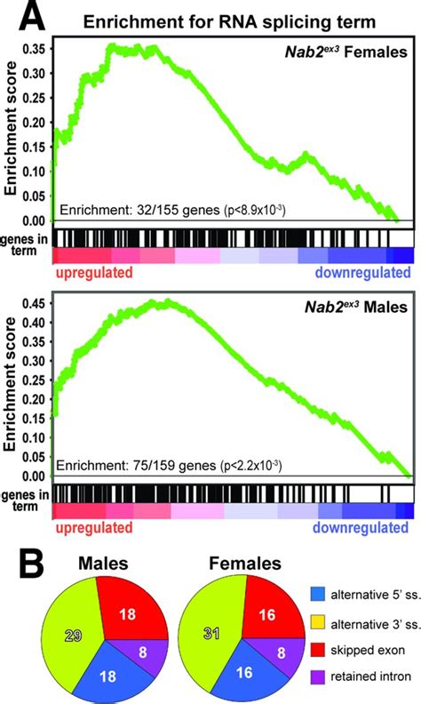 The Drosophila Nab2 Rna Binding Protein Inhibits M6a Methylation And Male Specific Splicing Of