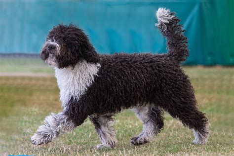 Spanischer Wasserhund Rasseportrait Das Futterhaus