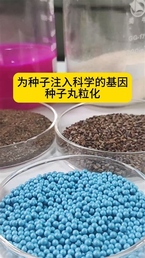 种子丸粒化并不是简单的工业化过程对种子干燥和水分要求非常严苛确保种子丸粒整个过程芽率和活性不会受影响 种子丸粒化技术 种子丸粒化生产线