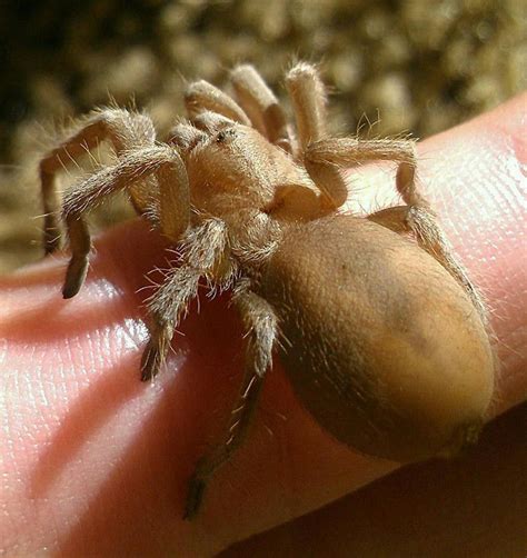 River Rust Rump Tarantula By Somekindofnobody On Deviantart