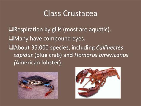 Ppt Phylum Arthropoda Powerpoint Presentation Free Download Id2024685