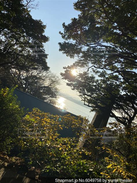 木々の隙間から差し込む太陽の写真・画像素材 Snapmart（スナップマート）