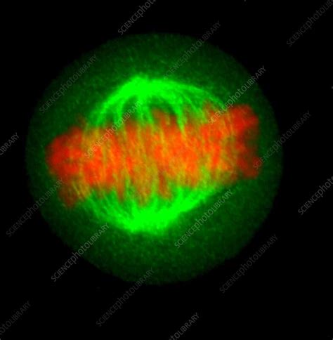 Human Cell In Metaphase Light Micrograph Stock Image C056 6619