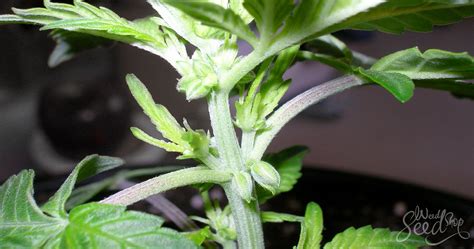 Hermaphroditen And Gemischtgeschlechtliche Pflanzen Weedseedshop