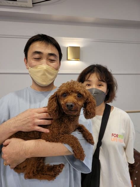 부산화명 2022 0047 푸들 토리 책임분양 스피츠성격 시바견성격 시베리안허스키성격 시츄성격 요크셔테리어성격 웰시코기성격