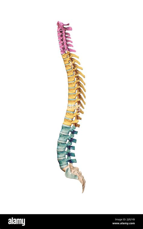 Lateral Or Profile View Of Accurate Human Spine Bones With Cervical
