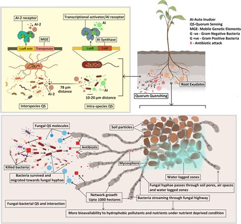 Microbial Communication Through Quorum Sensing Bacterial Interspecies