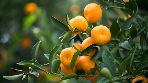 Clementine Tree Care And Growing Guide Your Complete Resource